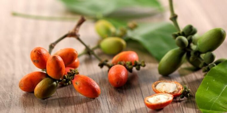 Melinjo : Mitos Asam Urat, Manfaat, Serta 7 Olahan Mulai Biji Hingga ...